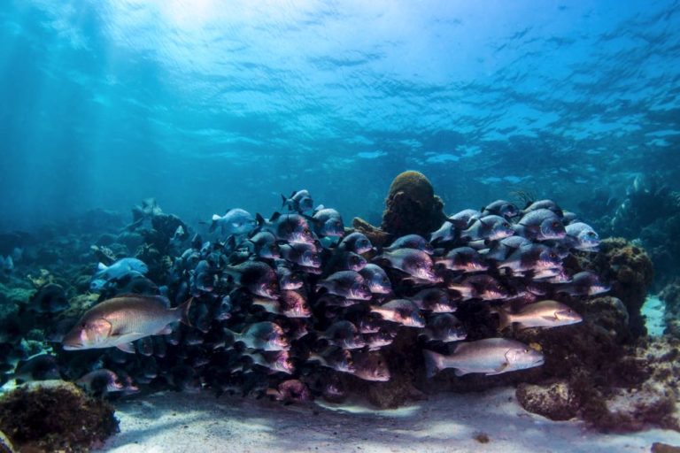 Fly Fishing in Costa Rica (An Angler's Guide) - Into Fly Fishing