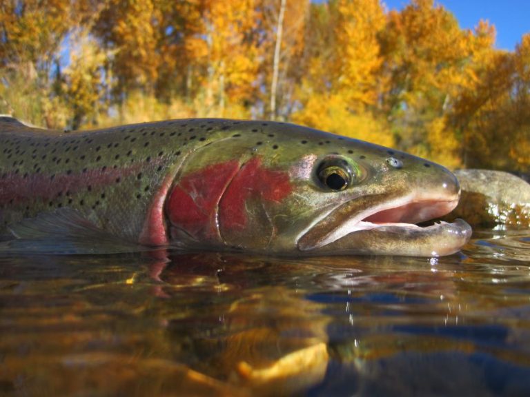 Steelhead Fly Fishing: An Angler's Guide - Into Fly Fishing
