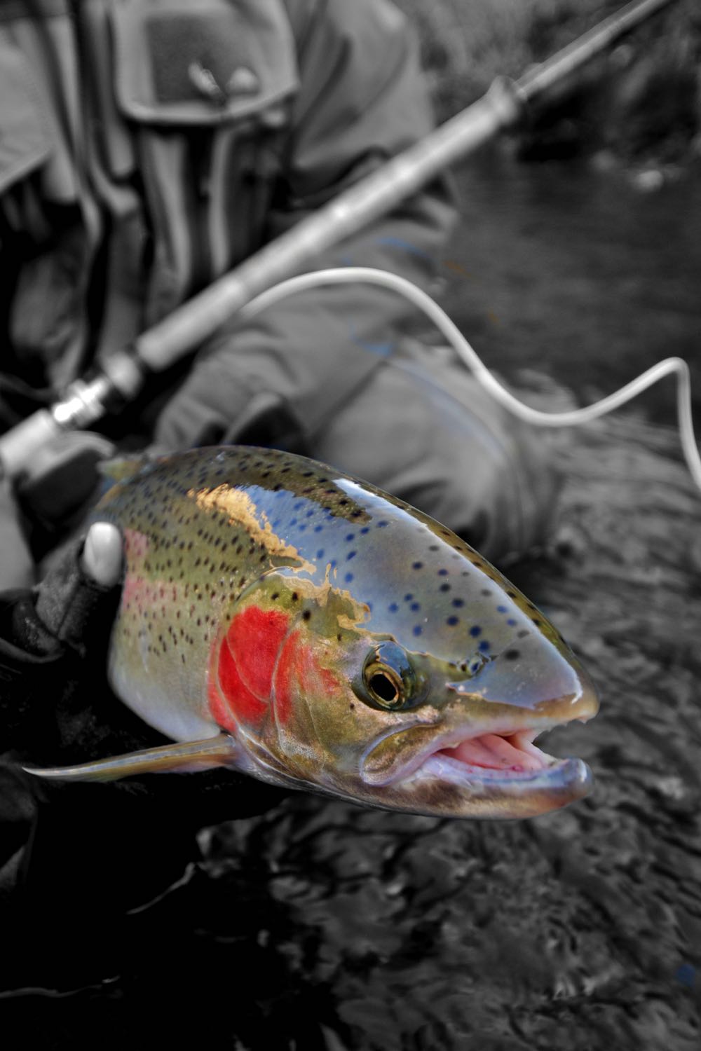 Steelhead Fly Fishing: An Angler's Guide - Into Fly Fishing