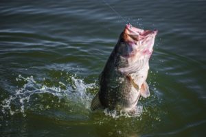 Best Bass Flies: A Guide To Productive Bass Patterns - Into Fly Fishing