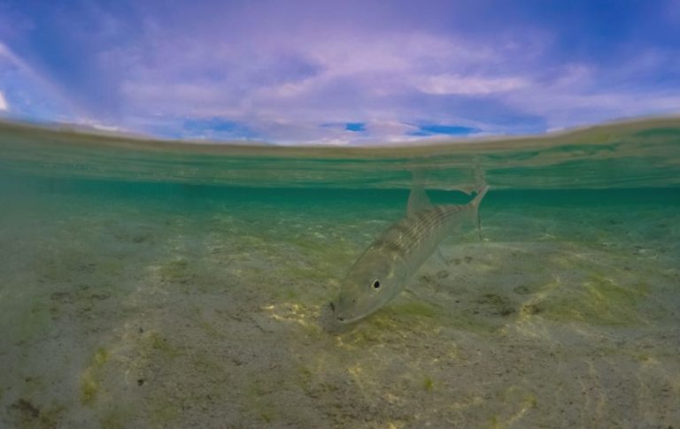 Bonefish Flies: 15 Best Patterns & When to Use Them - Into Fly Fishing