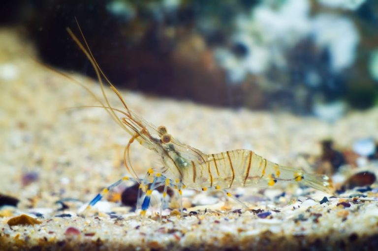 Bonefish Flies: 15 Best Patterns & When to Use Them - Into Fly Fishing