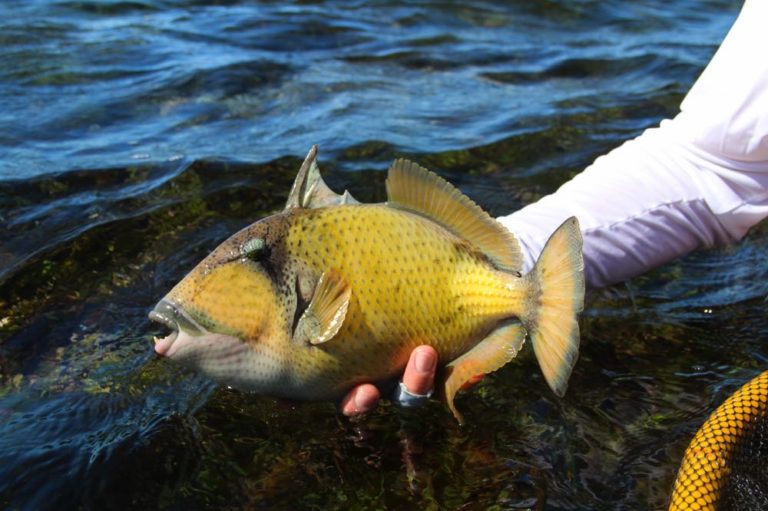 Fly Fishing for Triggerfish (An Angler's Guide) - Into Fly Fishing