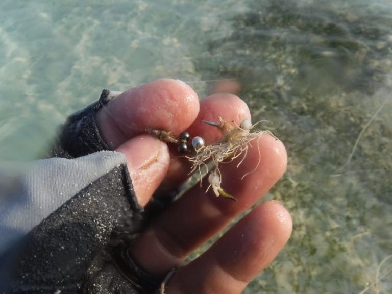 Fly Fishing for Triggerfish (An Angler's Guide) - Into Fly Fishing