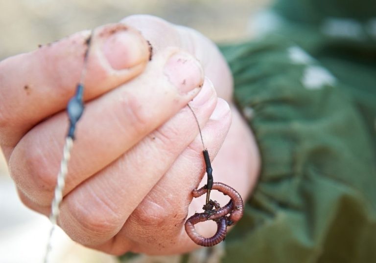 Fishing With A Worm An Angler s Guide Into Fly Fishing Fishing With A Worm An Angler s Guide Into Fly Fishing