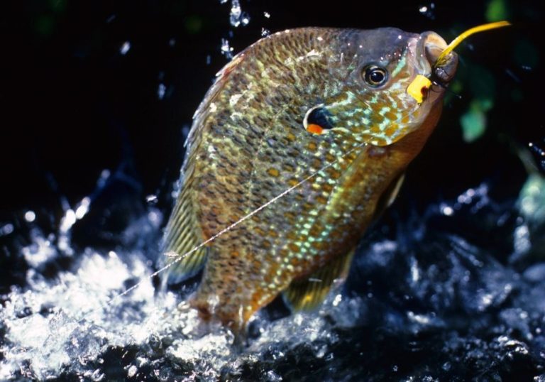 Fly Fishing Ants: How To Effectively Fish Ant Patterns - Into Fly Fishing