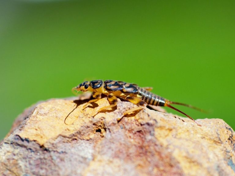 15 Best Nymphs For Trout (An Angler's Guide) - Into Fly Fishing