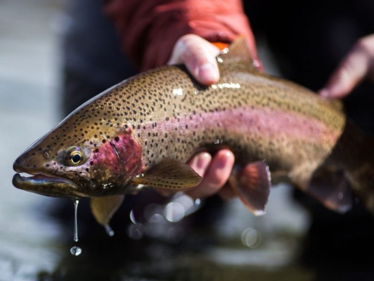 Fly Fishing Hawaii (An Angler's Guide) - Into Fly Fishing