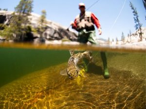 5 Fly Fishing Techniques Every Angler Should Practice - Into Fly Fishing