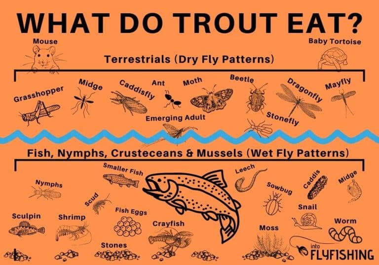 How to Fish for Trout in a River (An Angler's Guide) - Into Fly Fishing