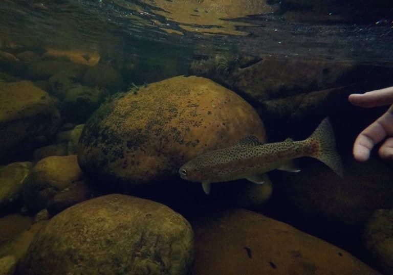 How to Catch and Release Fish (Safe Fish Handling Guide) - Into Fly Fishing