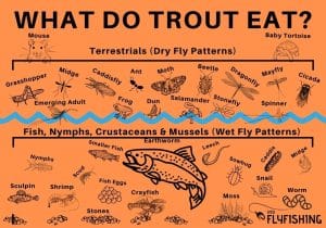What Do Trout Eat? - Into Fly Fishing