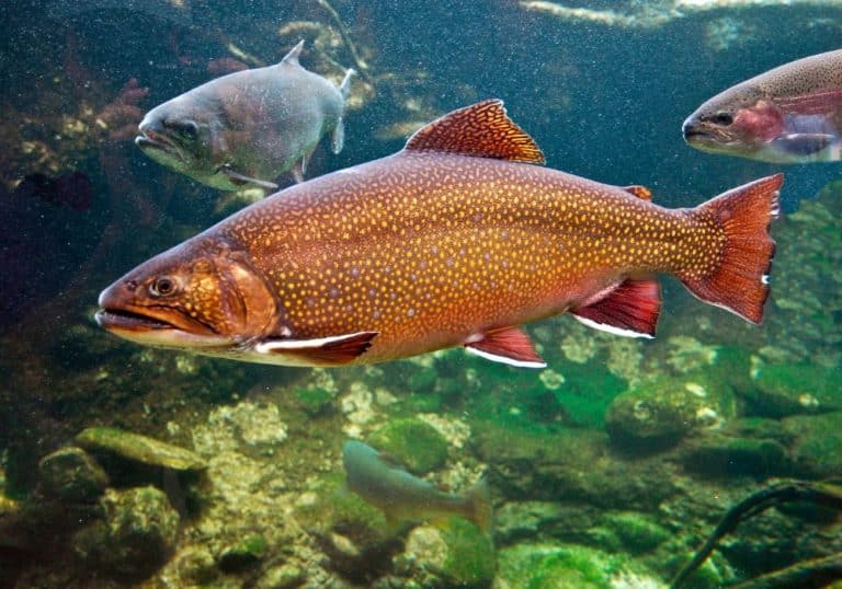 What Do Brook Trout Eat? - Into Fly Fishing