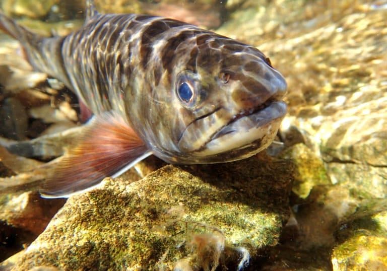 Fly Fishing in Switzerland (The Ultimate Guide) - Into Fly Fishing