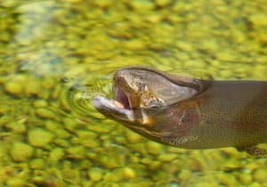 What Do Trout Eat? - Into Fly Fishing