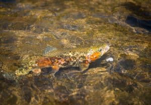 What Do Trout Eat? - Into Fly Fishing