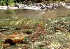 What Do Cutthroat Trout Eat? - Into Fly Fishing