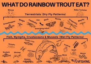 What Do Rainbow Trout Eat? - Into Fly Fishing