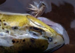 What Do Brown Trout Eat? - Into Fly Fishing