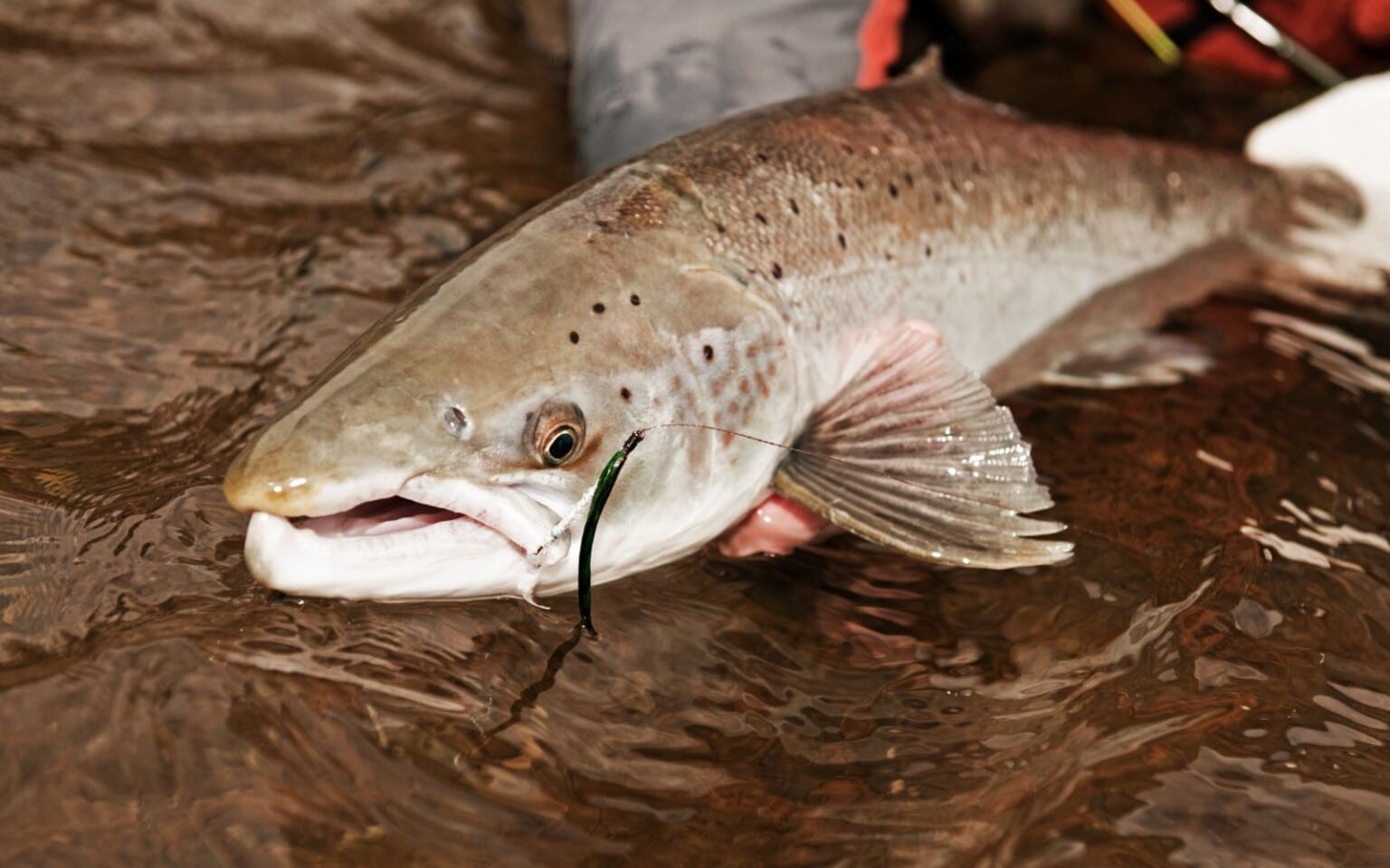 Fly Fishing in Scotland (The Ultimate Guide) - Into Fly Fishing
