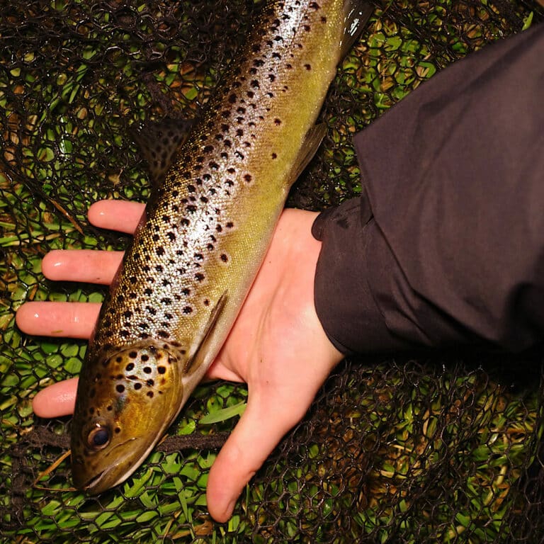 Fly Fishing in Wales: A Local's Guide To The Best Spots - Into Fly Fishing