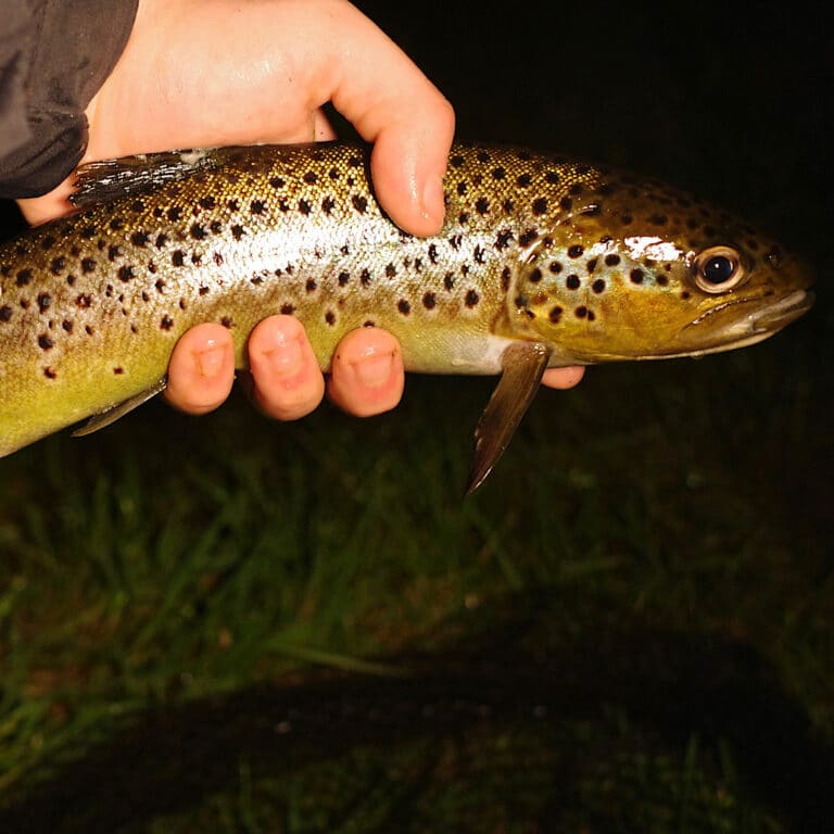 Fly Fishing in Wales: A Local's Guide To The Best Spots - Into Fly Fishing