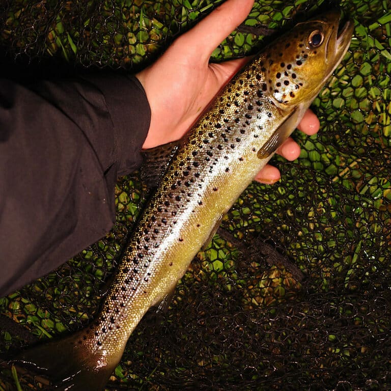 Fly Fishing in Wales: A Local's Guide To The Best Spots - Into Fly Fishing