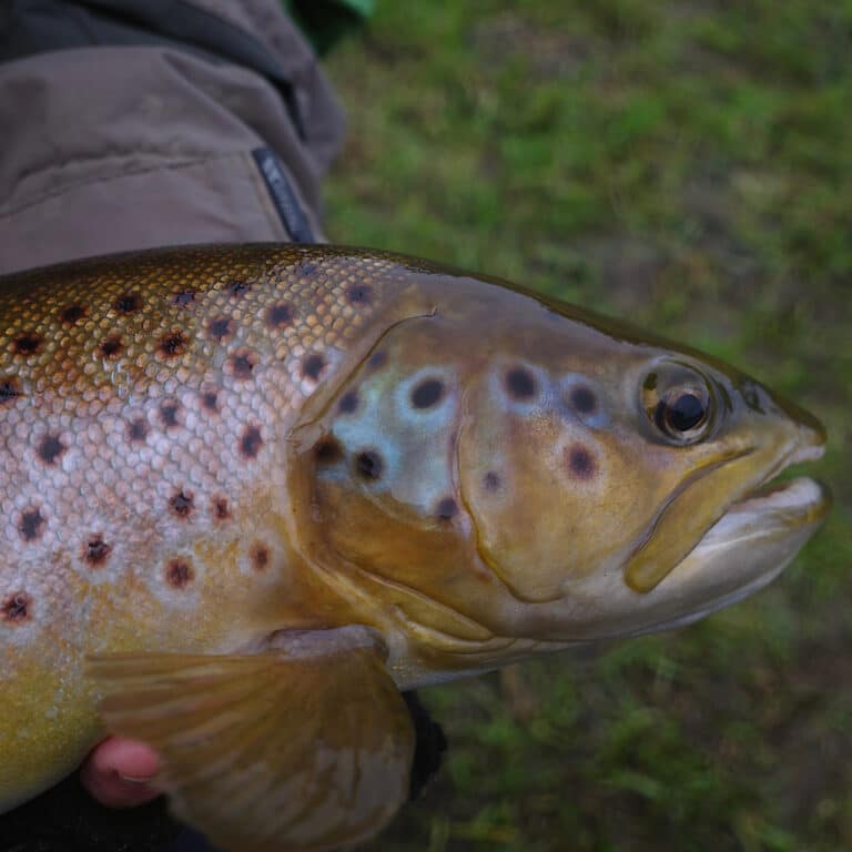 Fly Fishing in Wales: A Local's Guide To The Best Spots - Into Fly Fishing