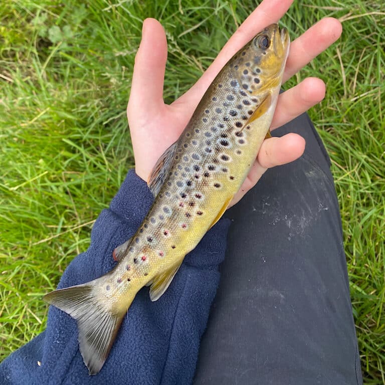 Fly Fishing in Spain (The Ultimate Guide) - Into Fly Fishing