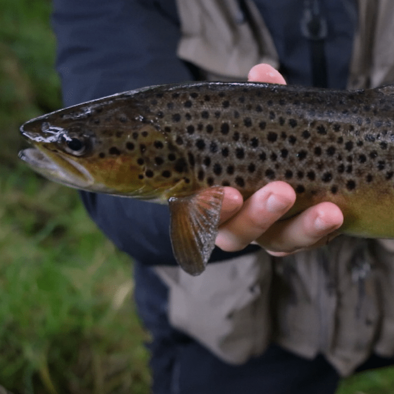 Fly Fishing in Northern Ireland (A Local's Guide) - Into Fly Fishing