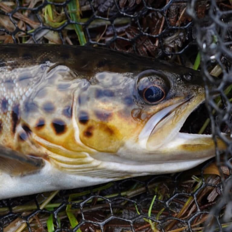Fly Fishing around Belfast (The Ultimate Guide) - Into Fly Fishing