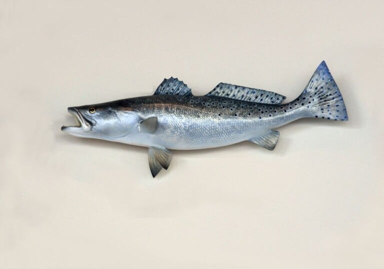 Fly Fishing in Scotland (The Ultimate Guide) - Into Fly Fishing