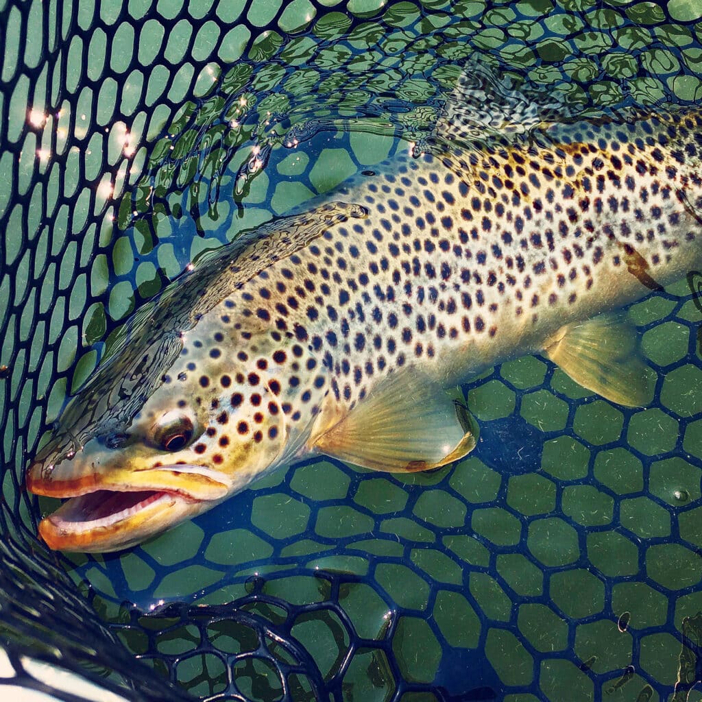 Rio Perception In Touch Fly Line Review (Hands-on Tried & Tested ...